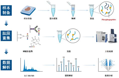 蛋白质修饰大揭秘—磷酸化修饰蛋白质组学 行业资讯 百趣生物 代谢组学 蛋白质组学 转录组测序 多组学联合分析