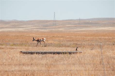 Premium Photo View Of Wildlife In Scenic Landscape