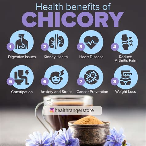 Best 13 Chicory Root Chicory Root Fiber Benefitsuses Artofit