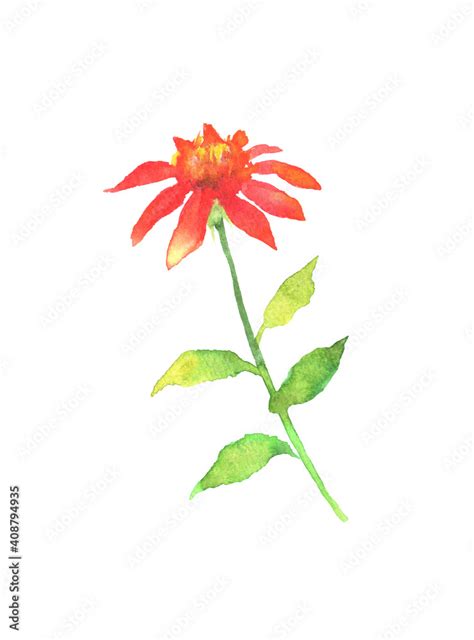 水彩で描いたエキナセアのイラスト Stock Illustration Adobe Stock