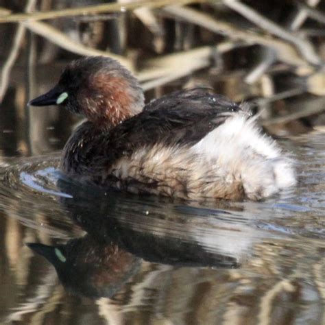 Little Grebe