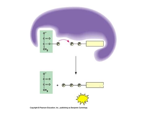 Substrate Level Phosphorylation — Printable Worksheet