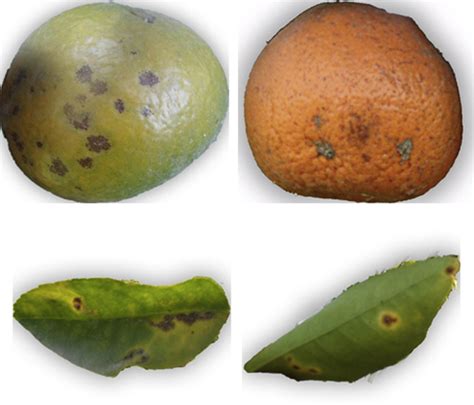 Figure 1 From A Citrus Fruits And Leaves Dataset For Detection And Classification Of Citrus