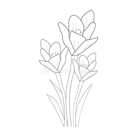 Crocus Flower Illustration Pencil Crocus Flower Drawing Botanical Crocus Drawing Stock Vector