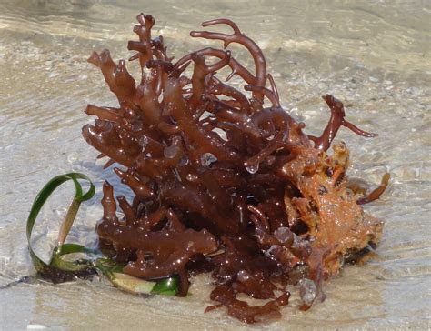 Kappaphycus Alvarezii The Algonauts Project Sharing The Power Of