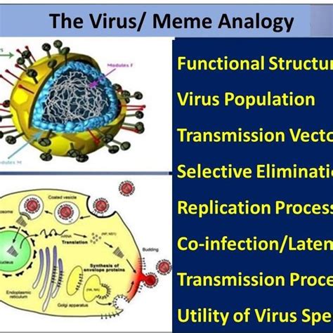 The Cellular Reproduction Process Of A Virus After Attachment Of The Download Scientific