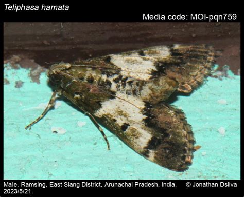 Teliphasa Hamata Moths