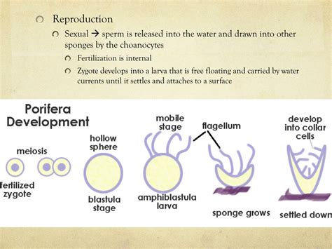 Ppt Sponges Chapter 262 Powerpoint Presentation Free Download