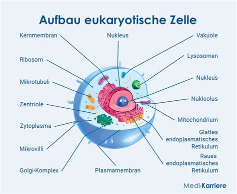 Die Zelle Aufbau Und Funktion Der Zellorganellen Medi Karriere