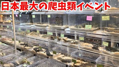 過去最多！日本最大の爬虫類イベントジャパンレプタイルズショーに潜入！ Youtube