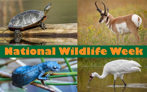 Wildlife Week Christine Elder