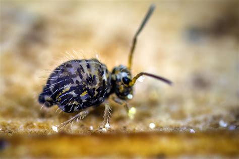Globular Springtail I Found Last Night R Springtail
