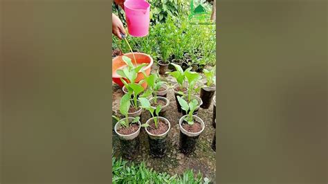 প্লাস্টিকের অনটাইম পানি খাওয়া গ্লাসের ভিতরে সবজি চাষ 🌱🌿🫛🫑🥬 Youtube