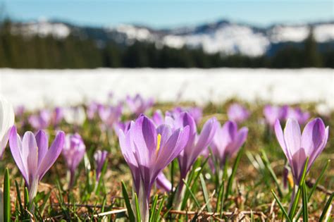 야생 보라색 크 로커 스의 필드입니다 눈 배경에서 산 적용 0명에 대한 스톡 사진 및 기타 이미지 0명 3월 4월 Istock