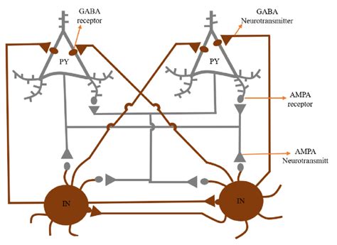 Excitatory And Inhibitory Neurons Definition At Charlie Gladys Blog