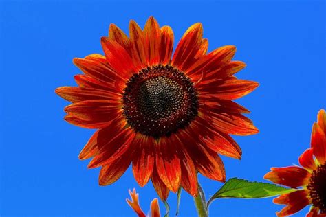 Pretty Red Background Sunflower