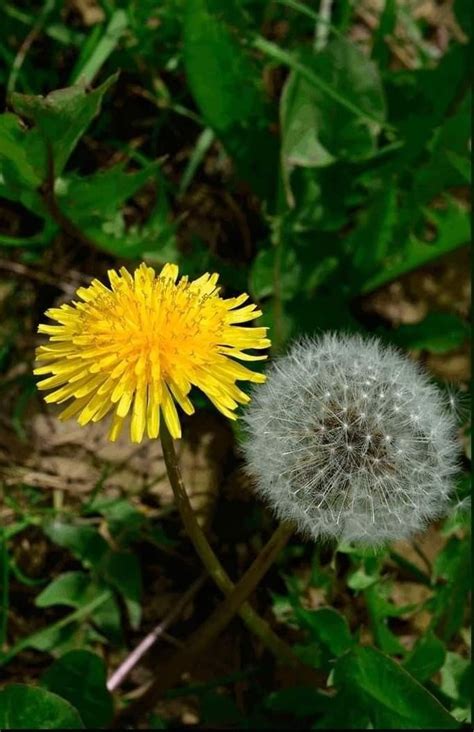 How To Identify 25 Common Weed Types And Control Them Artofit