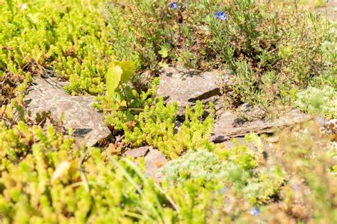 Tasteless Stonecrop Or Sedum Sexangulare Plant In Zurich In Switzerland