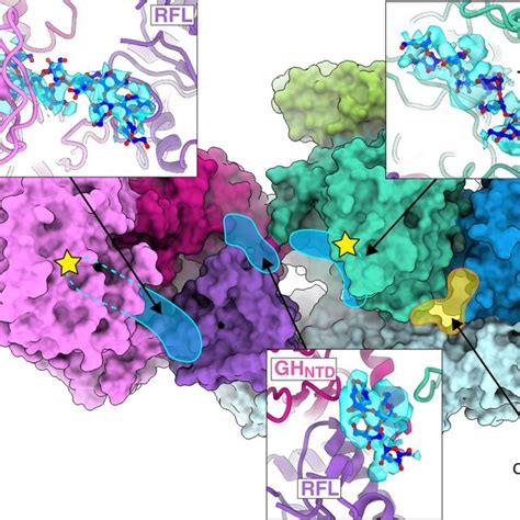 The Ctd Forms Glucan Binding Landscape For Glucan Processing