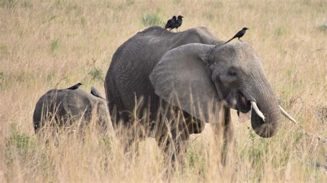 Minor Update 3 For Vivaldi Android Browser 5 5 Vivaldi Browser