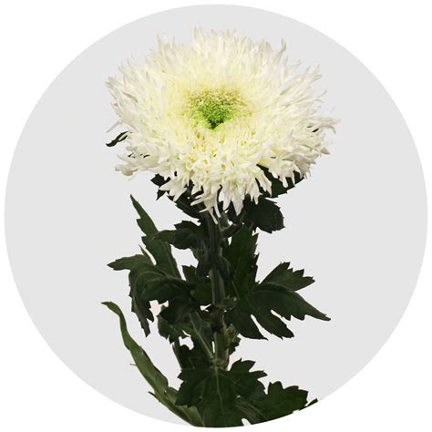 Хризантема одноголовая Этруско белая (Etrusko White)