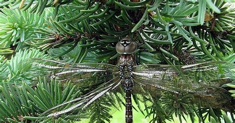 Using All Your Senses To Enjoy Nature Album On Imgur