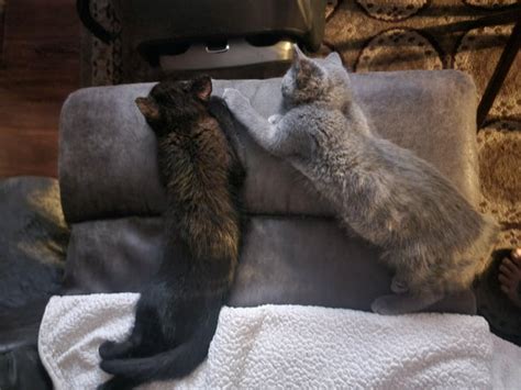 Teeny Tiny Kittens Wont Eat Wet Food They Are Really Small For Their