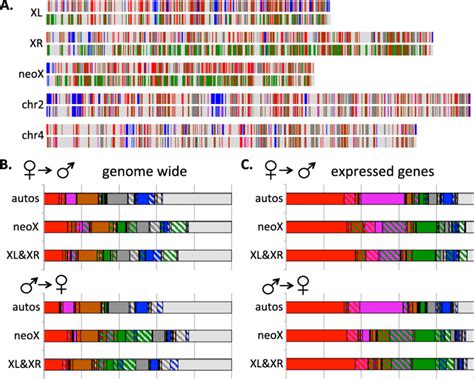 The Sex Specific Chromatin Landscape In D Miranda And Transitions In Download Scientific