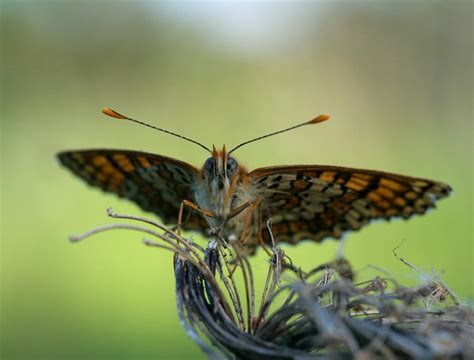 Iis6 怎么重启 数字前站