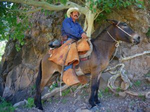 Rancher In Mexico