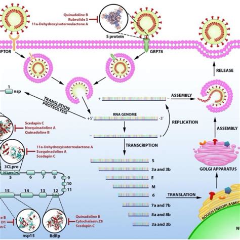 Structures Of Fungal Secondary Metabolites 1 25 With In Silico Download Scientific Diagram