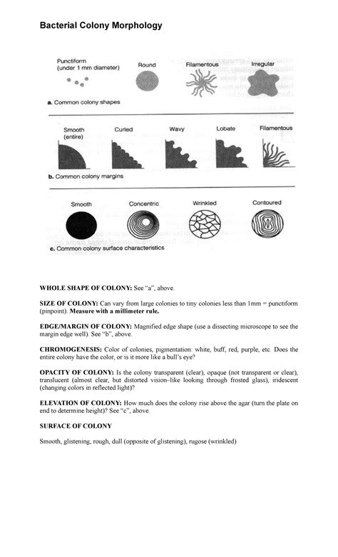Bacteria Colony Morphology Completed Bacterial Colony Morphology