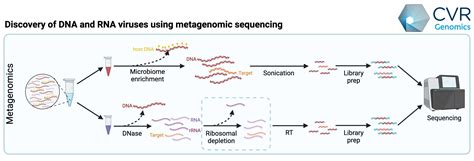 Discovery Of Rna And Dna Viruses Using Next Generation Sequencing Metagenomics
