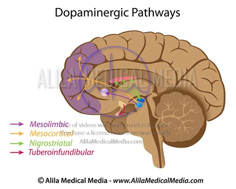 Dopamine Pathways Brain