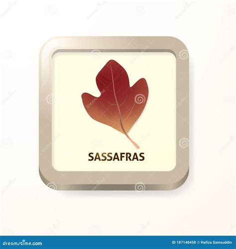 Sassafras Leaf Vector Illustration Decorative Design Stock Vector