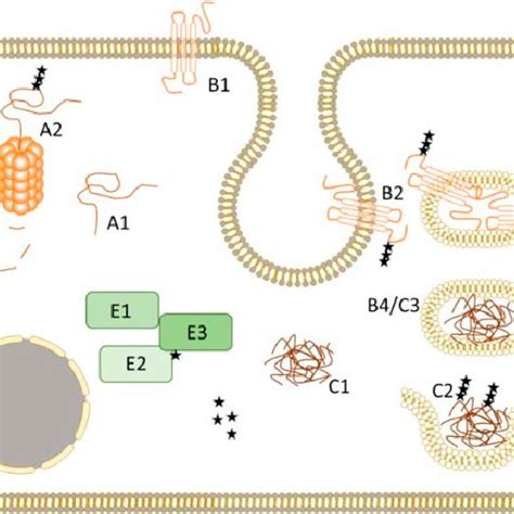Schematic Image Showing All Six Isoforms Of The Tau Protein The Exons Download Scientific