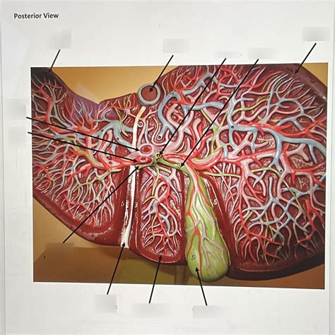 Liver Model Diagram Quizlet