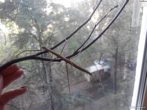 Палочник на доме 64 фото