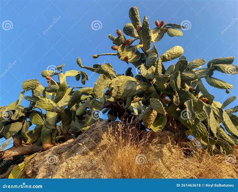 Cactus De Pricky Vert Plantes Et Herbe Poussent Sur Des Pierres Et Des