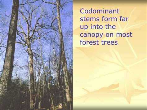 Ppt Tree Structure Powerpoint Presentation Free Download Id 522631