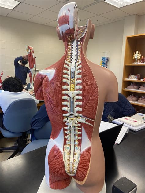 Trunk Diagram Quizlet