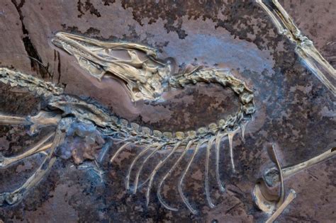 Chicago Museums Fossil Yields Insights On Famed Early Bird Archaeopteryx
