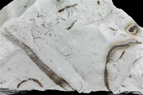 Worm Fossils For Sale FossilEra Com