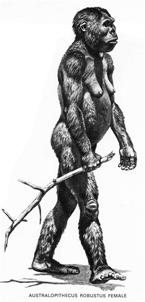 Australopithecus Robustus Body