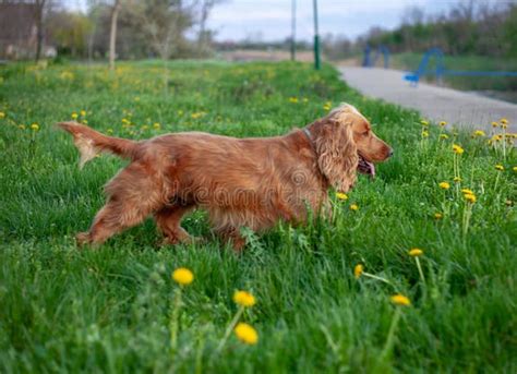 A Cocker Spaniel Explores The Vibrant Spring Landscape Its Silky Ears