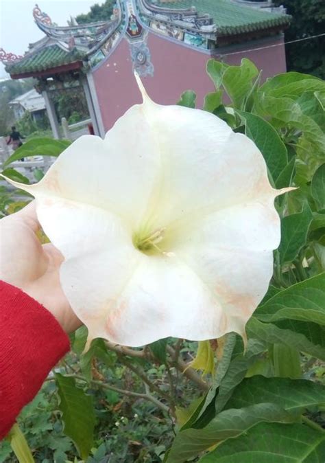 曼陀罗花的花语与代表意义（解读曼陀罗花在生命中的含义） 花语大全 花植网