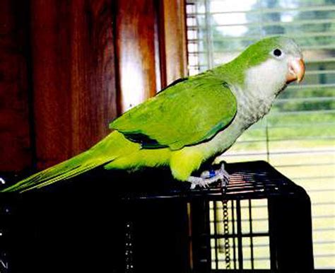 Quaker Parrot Monk Parakeet Facts Diet Lifespan Pet Care Pictures