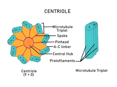 Centrosomes And Difference Between Centrosome And Centromere Asterisk