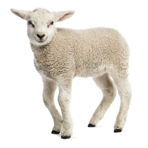 Sheep Dna Tests Vhlgenetics