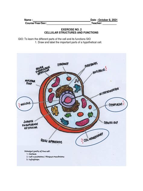 Anatomy Ans Physiology Cell Structures And Functions Lab Exercise Pdf Cell Biology